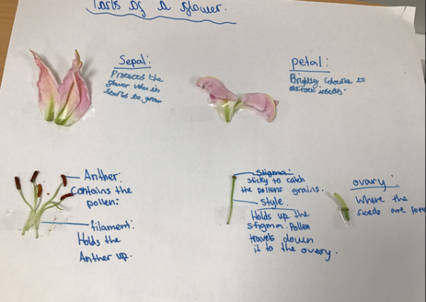 Year 6 – Science - Brackenhill Primary School